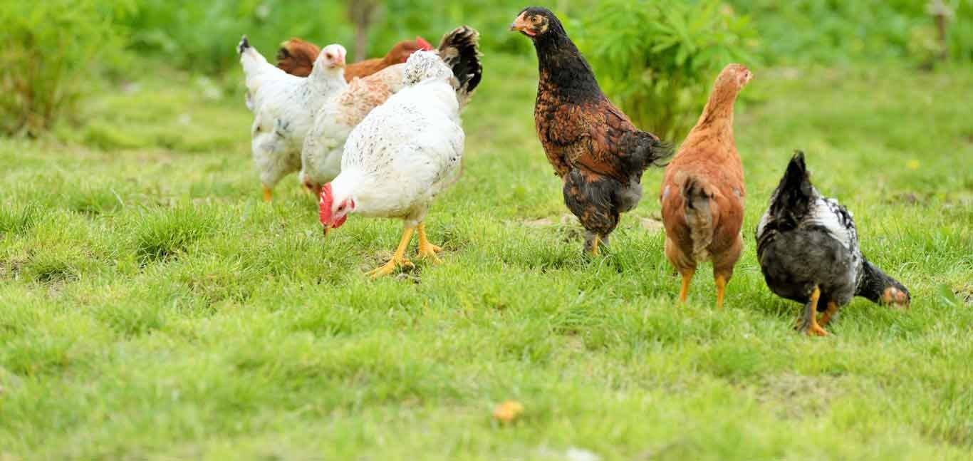 Our Hybrid Laying Birds - Page's Poultry Burton on Trent, Staffordshire